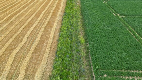 The Advantages of Crop Diversification in Agrobiodiversity - Food and ...