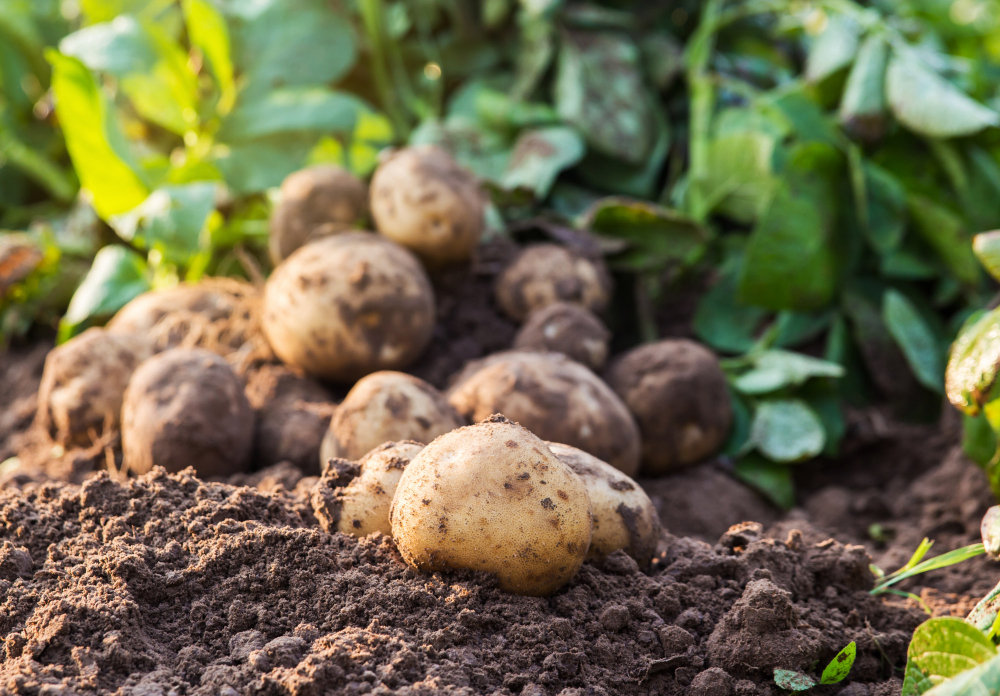 Unpredictable climate affects potato production - Food and Beverage ...