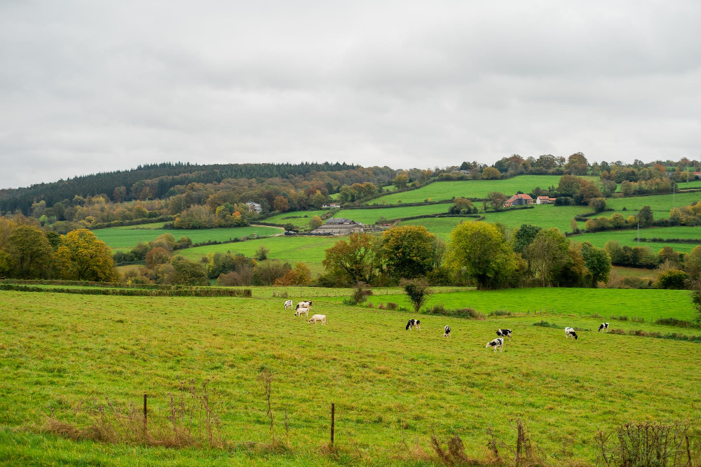 Kerry Shifts Focus from Hybrid Oats to All-Out Dairy Initiative - Food ...